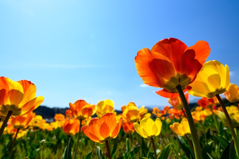 30+ Fun Spring Icebreaker Questions For Team Building
